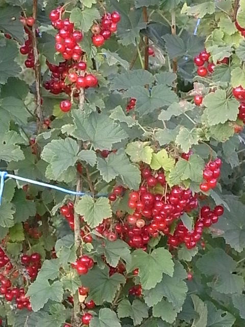 Cueillette des fruits rouges - Les Rubis du Verger