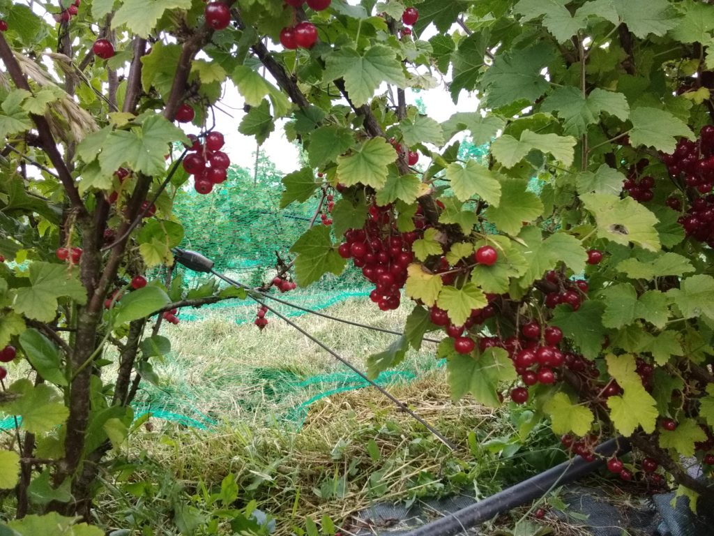 Une seule matinée de cueillette de fruits rouges - Les Rubis du Verger