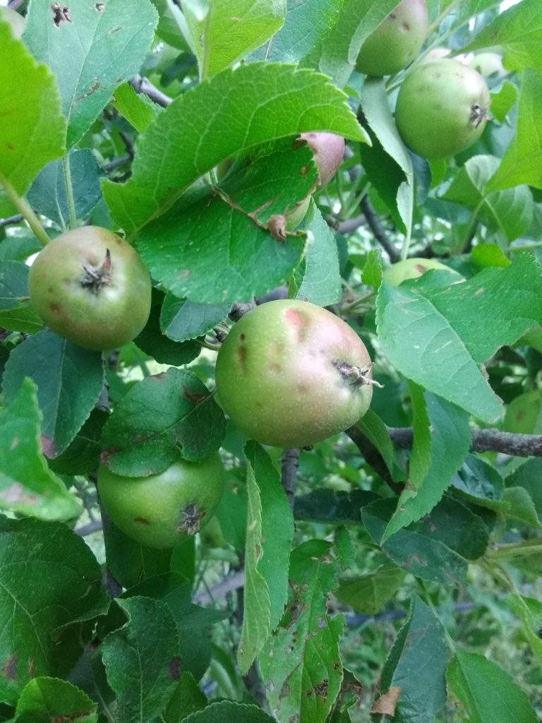 Aïe, la grêle ! plus de fruits rouges.... - Les Rubis du Verger