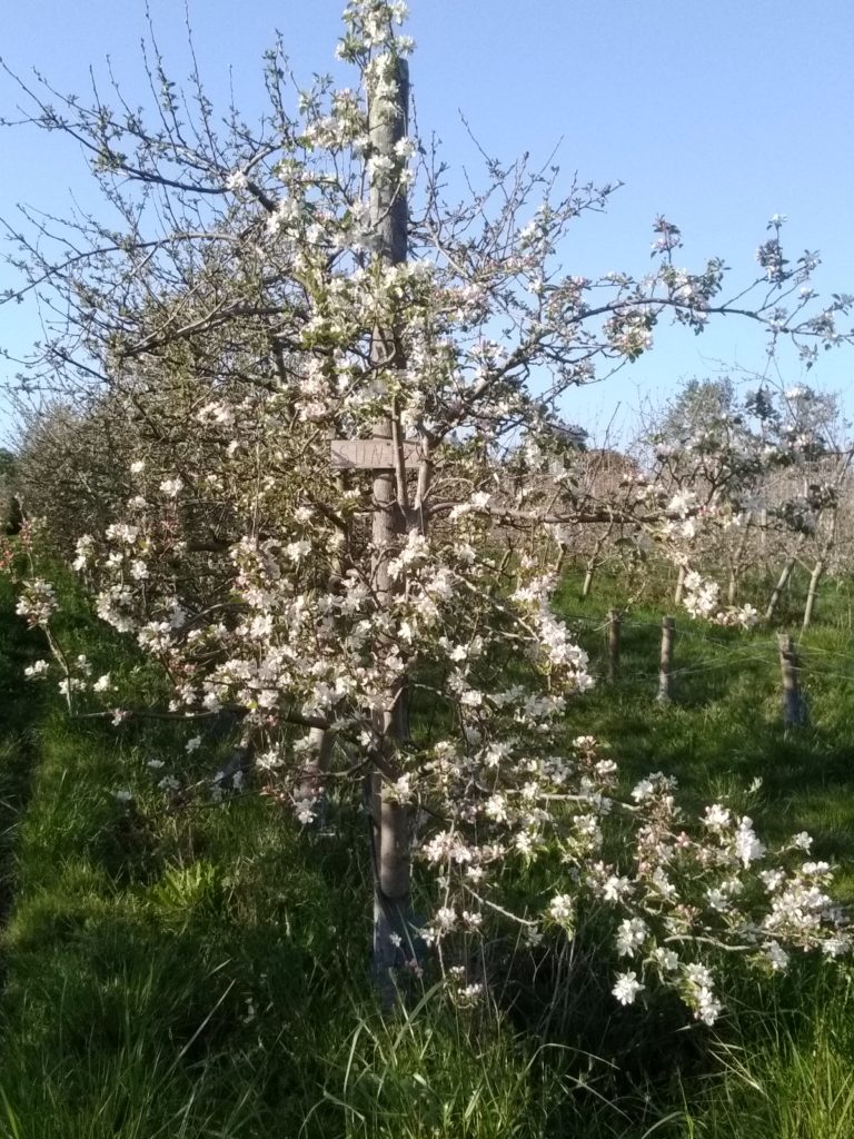 Visite du verger samedi 27 avril 14h - 18h - Les Rubis du Verger